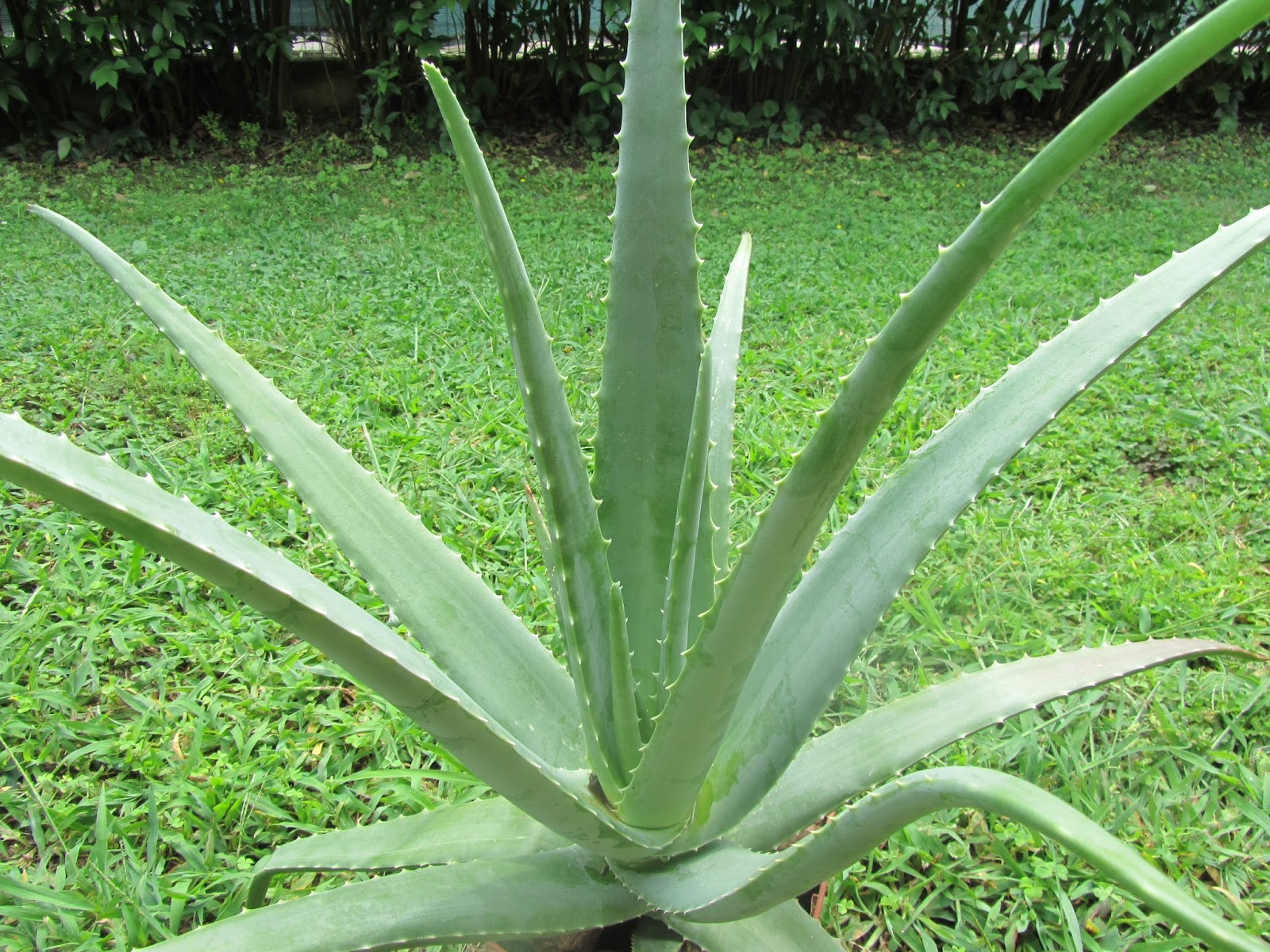 Come Coltivare l'Aloe vera in Italia ? Dove Cresce ? Come si Riconosce ...