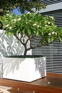 Seed to Feed Me: HOW TO GROW A FRANGIPANI TREE