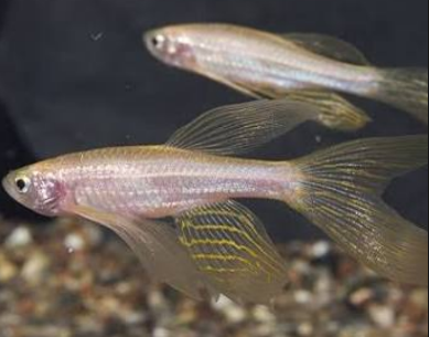 BBIAT ELKAEM: Cara Pembenihan Budidaya Ikan Zebra Pink Slayer ...