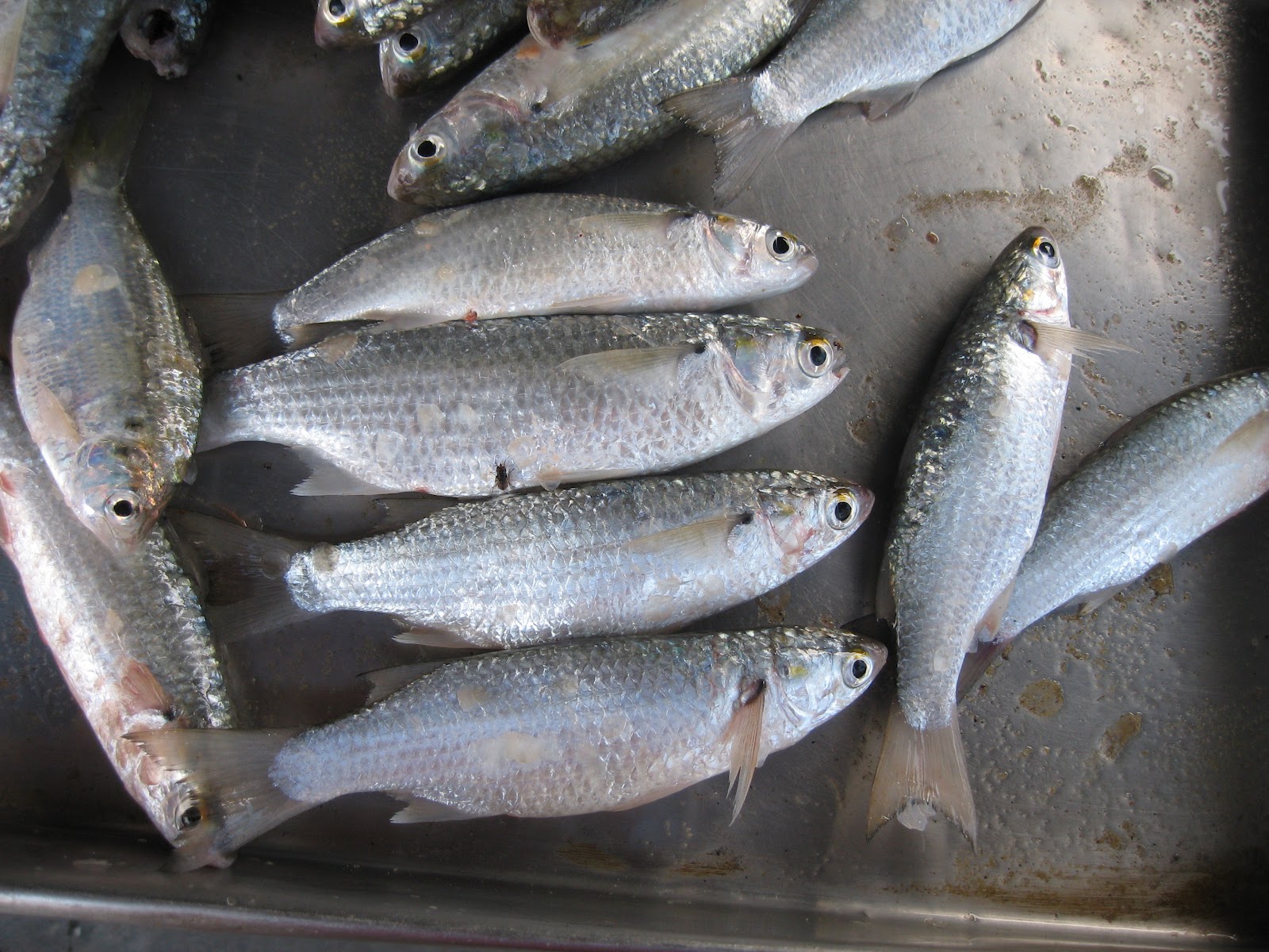 Sumptuous Flavours: How To Choose Fresh Fish