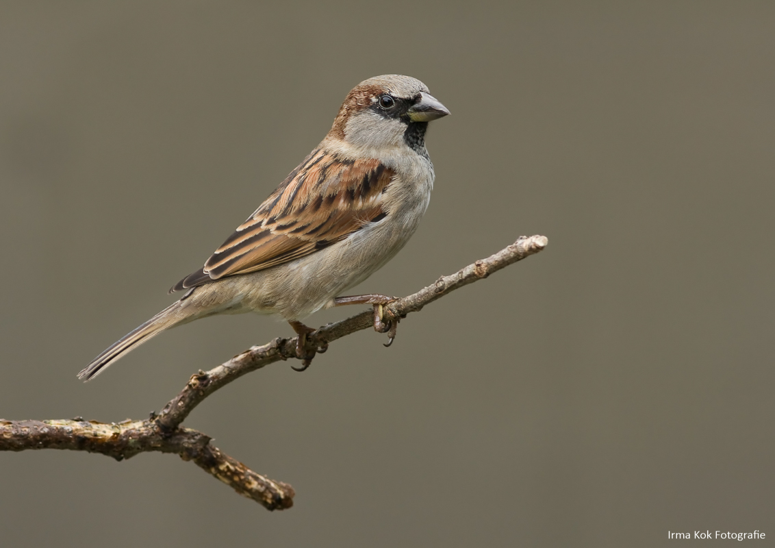 Irma's Natuurbeleving: Mus, Passer domesticus
