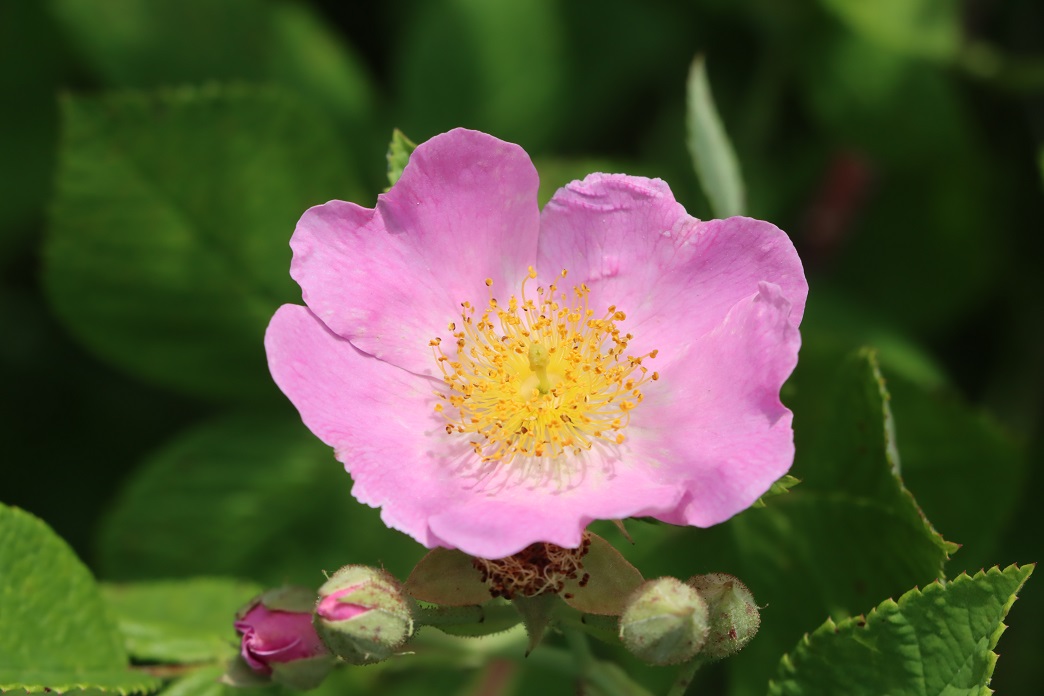 Michigan Exposures: Some Wild Roses