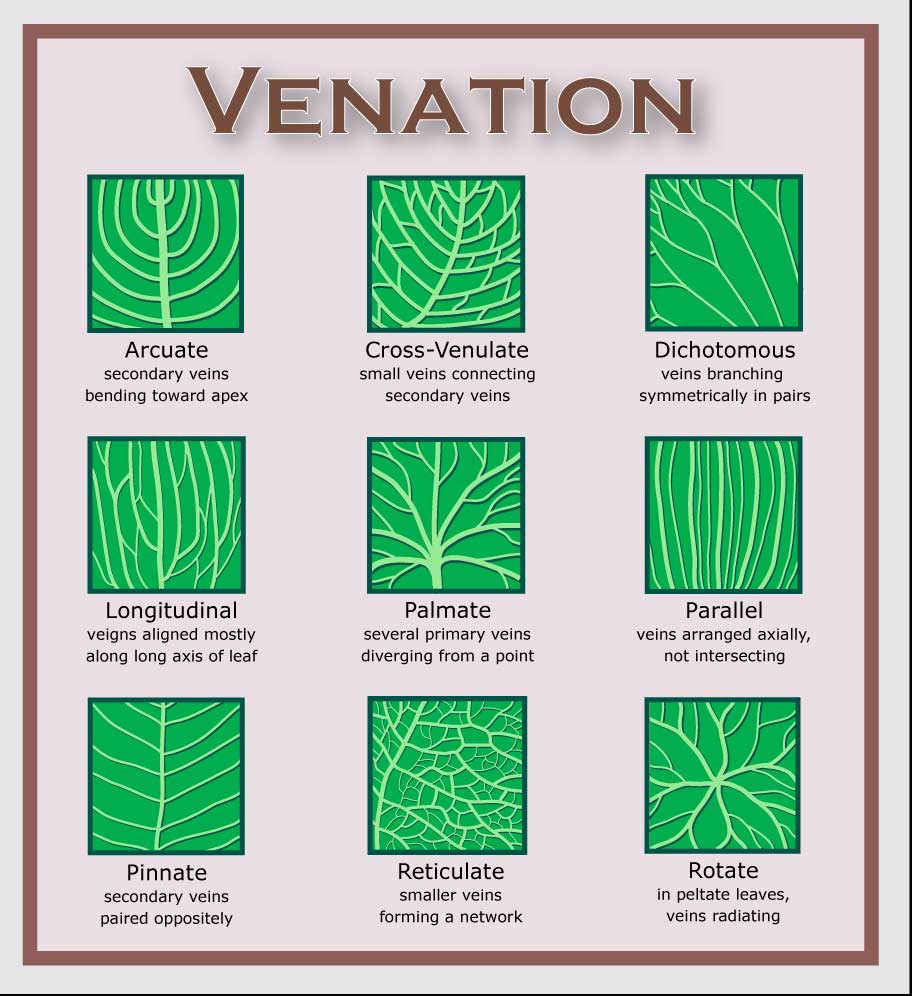 Chris Walks How To Describe Leaves Chris Walks How To Describe Leaves