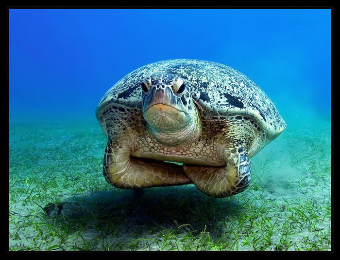 Awesome Ocean Turtle Photos