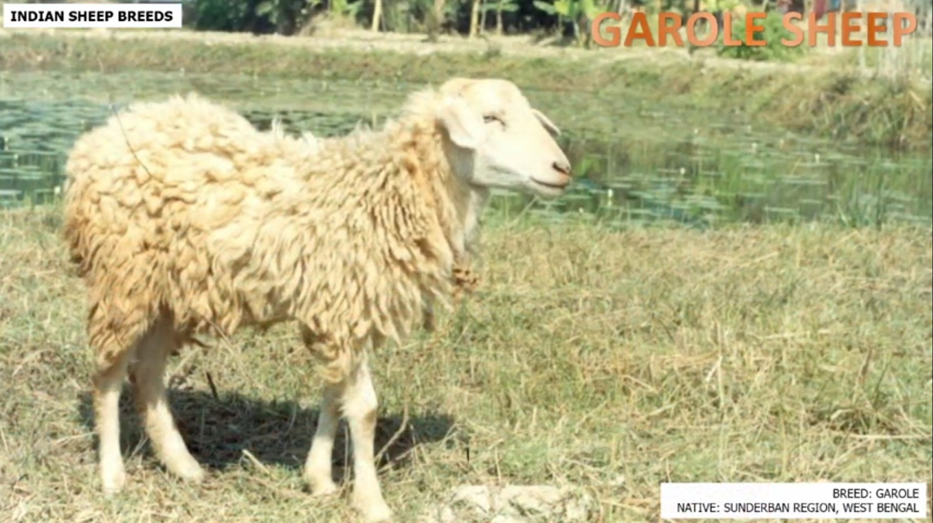 Most Popular Sheep Breeds of India