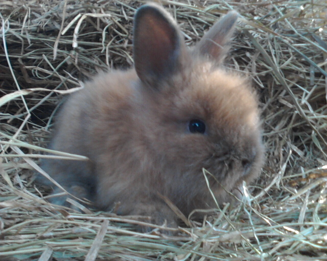 COELHÁRIO ENCHANTRESS ***MINI COELHOS***: FILHOTES MINI LION HEAD E ...