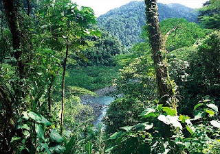 Ecosistemas Mexicanos: Selvas Húmedas