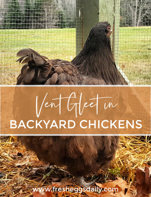 Vent Gleet in Backyard Chickens - Fresh Eggs Daily® with Lisa Steele