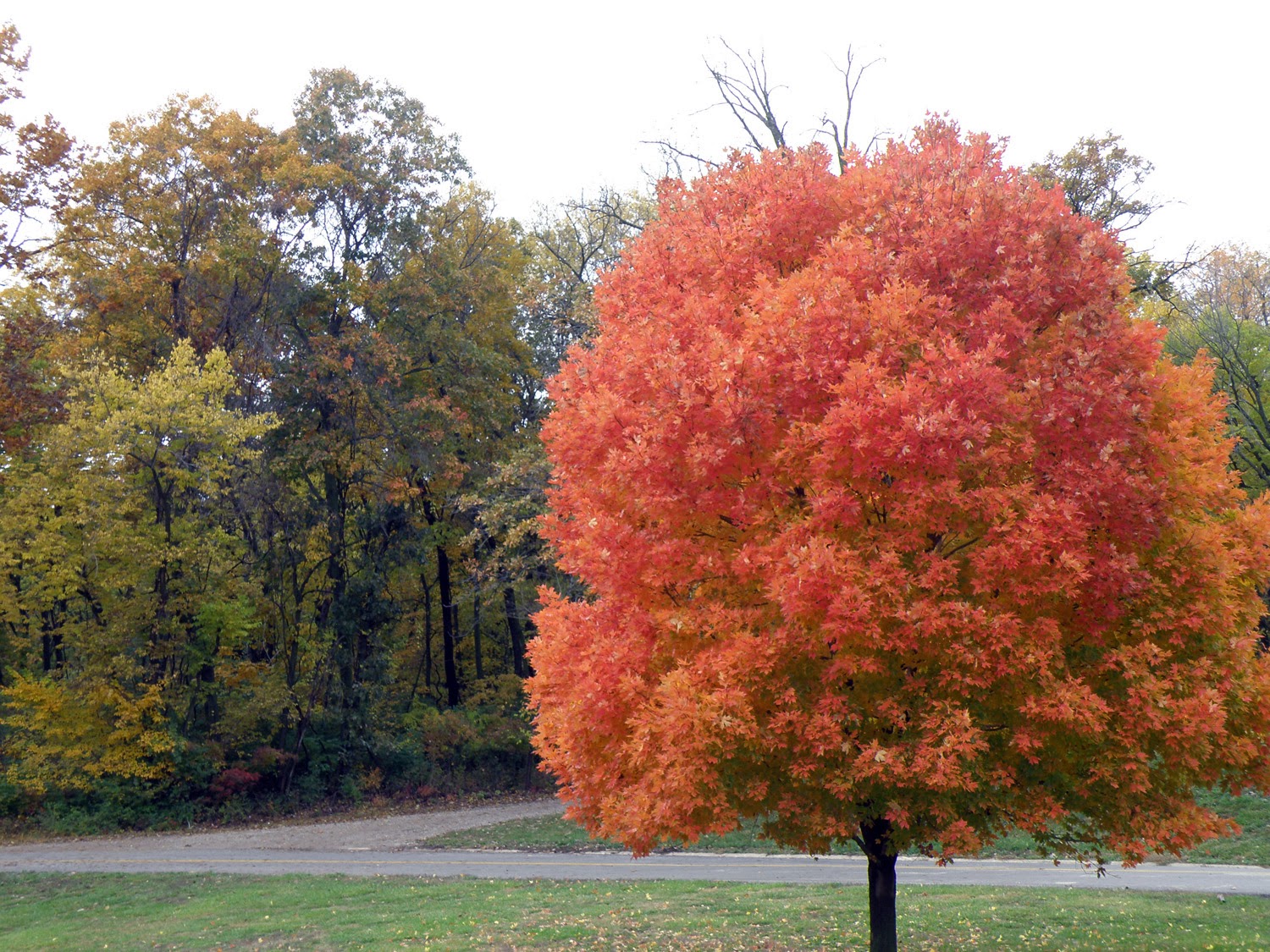 Kansas City Kansan: PHOTOS: Fall foliage at Wyandotte County Lake