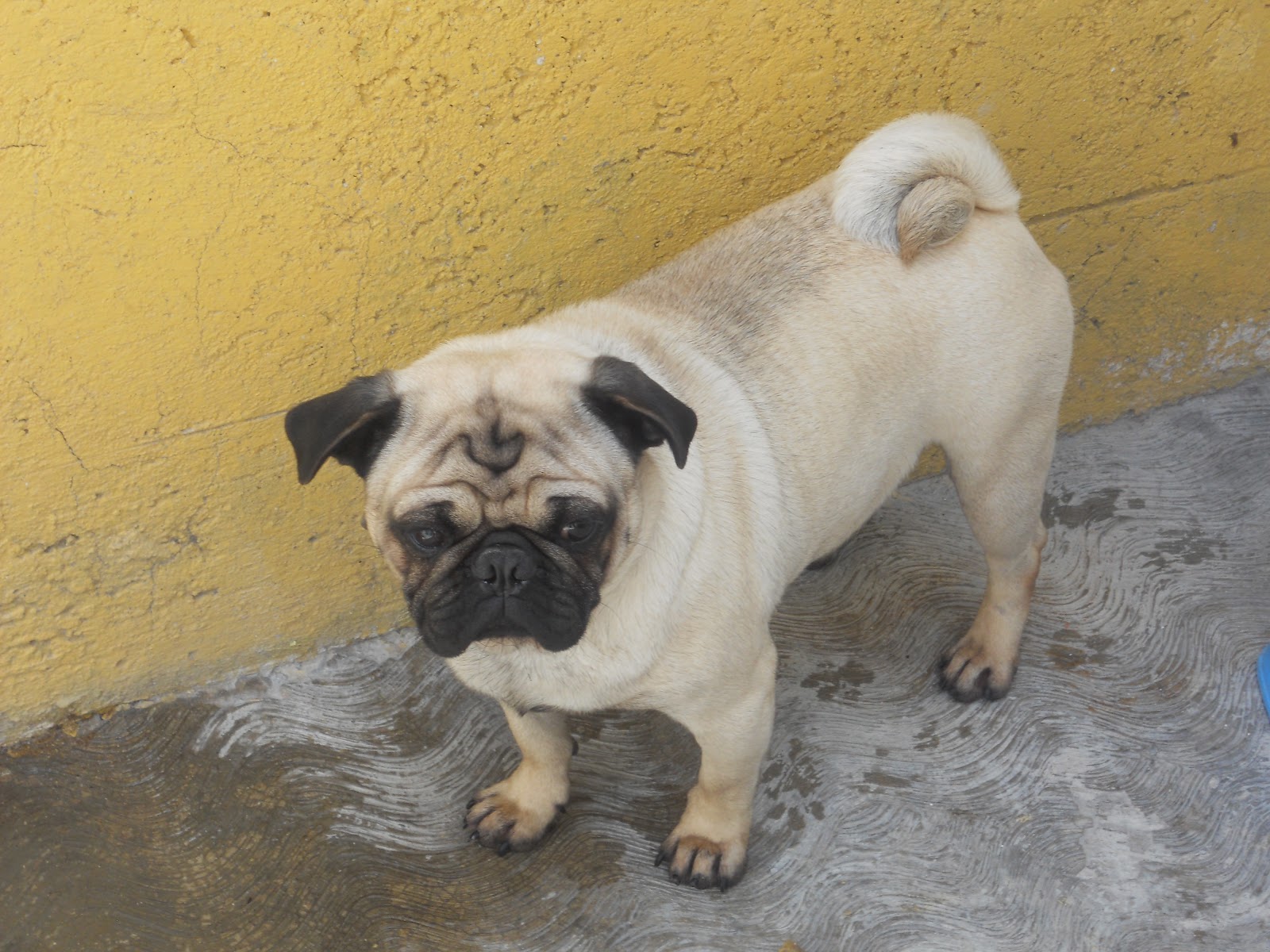 HUELLADOGS: Galería de los pugs, hembra negra y cervata