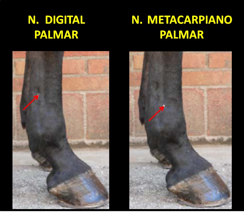 AYUDAS DIAGNOSTICAS | MANUAL DE COJERAS EN EQUINOS