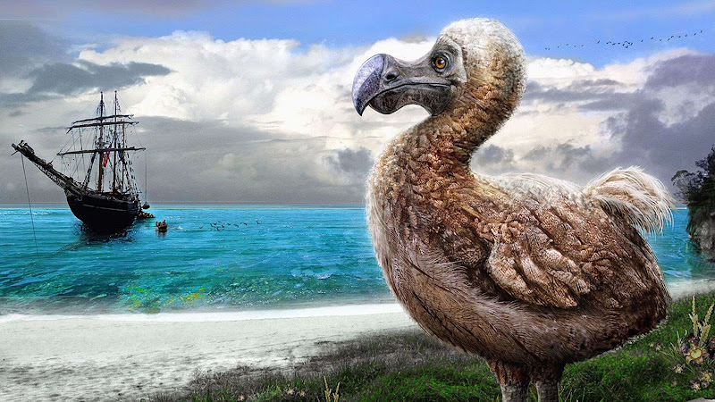 El dodo: evolución hacia la extinción - Una breve historia