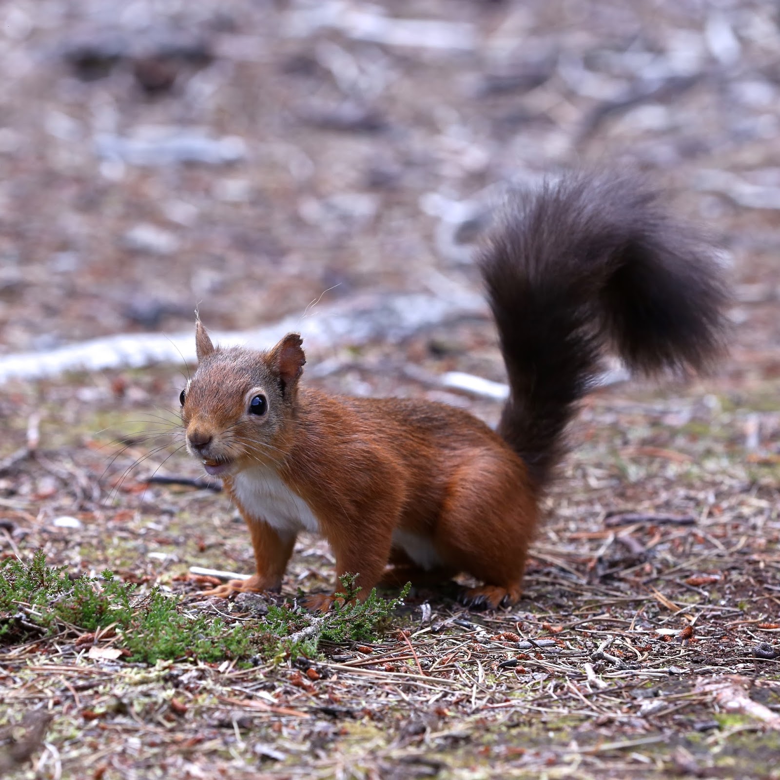 TrogTrogBlog: Red squirrels in summer