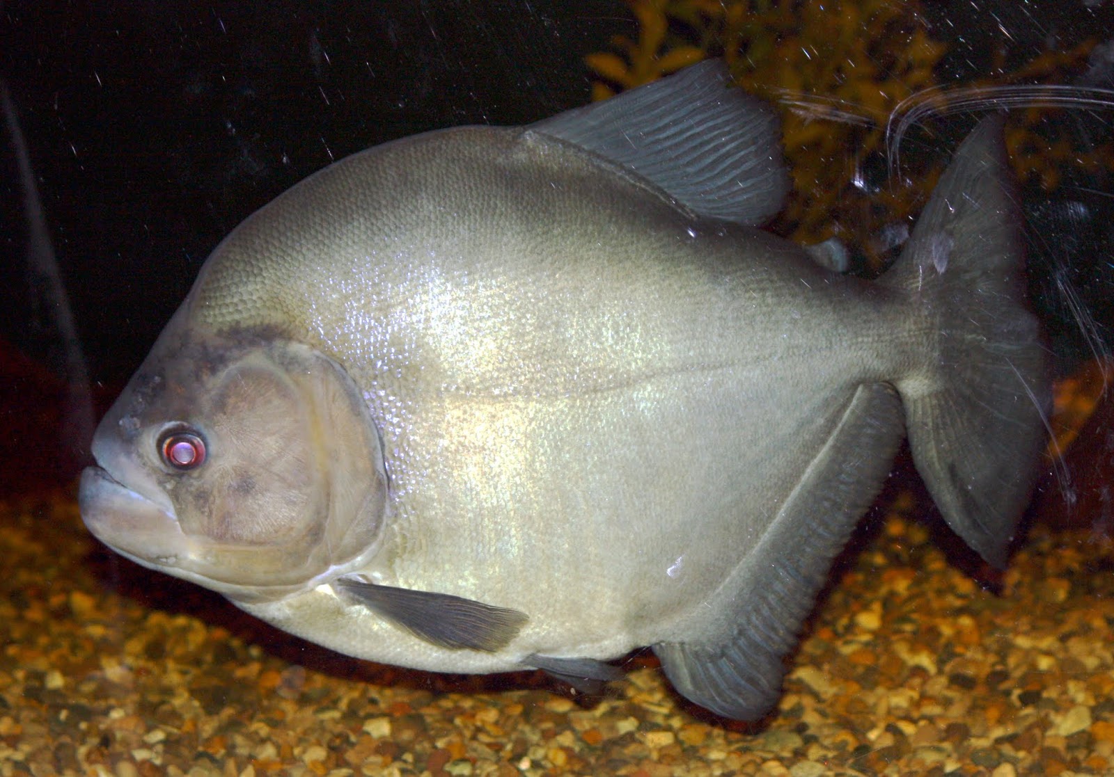 Piranha | Características e Espécies de Piranhas