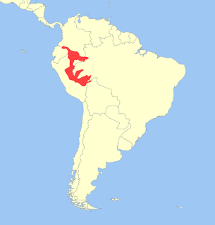 Springtamarin/ Goelditamarin/ Callimico goeldii: Lebensraum