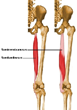 Roberto Stirpe Wellness Coach: Leg Curl Seduto per gli Ischiocrurali