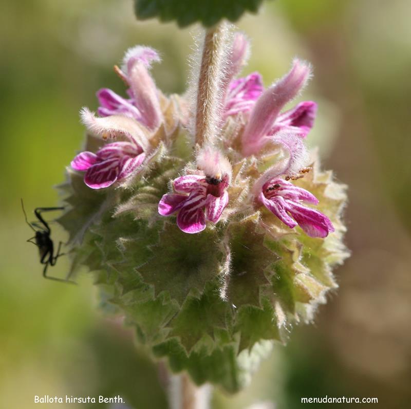 Menuda Natura: Ballota hirsuta Benth.