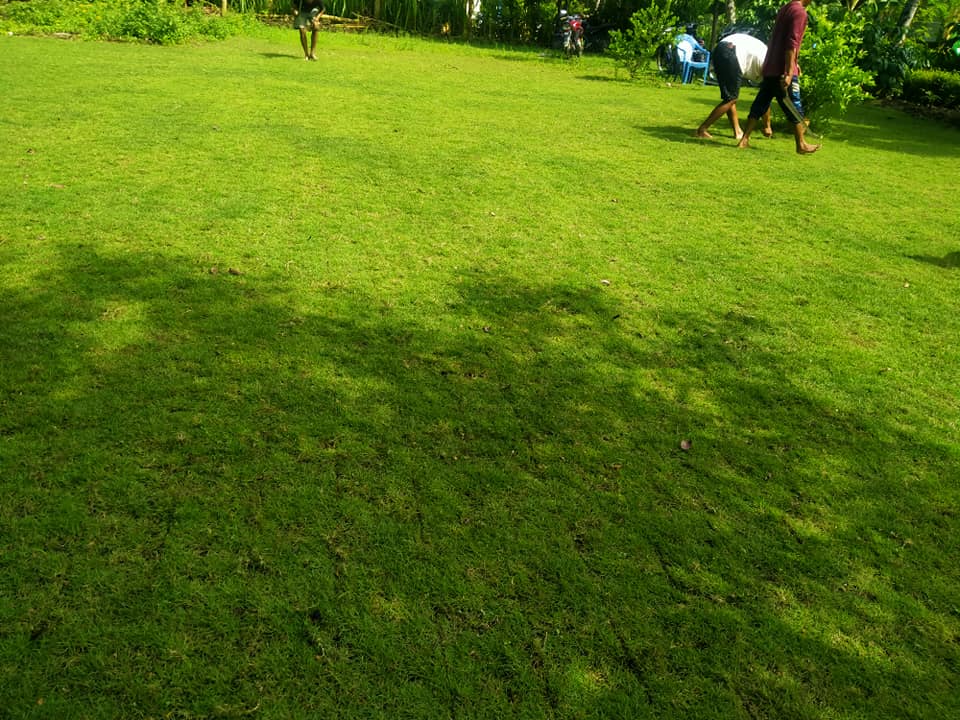 4 Cara Mudah Melebatkan Rumput Jepang - JUAL RUMPUT TAMAN