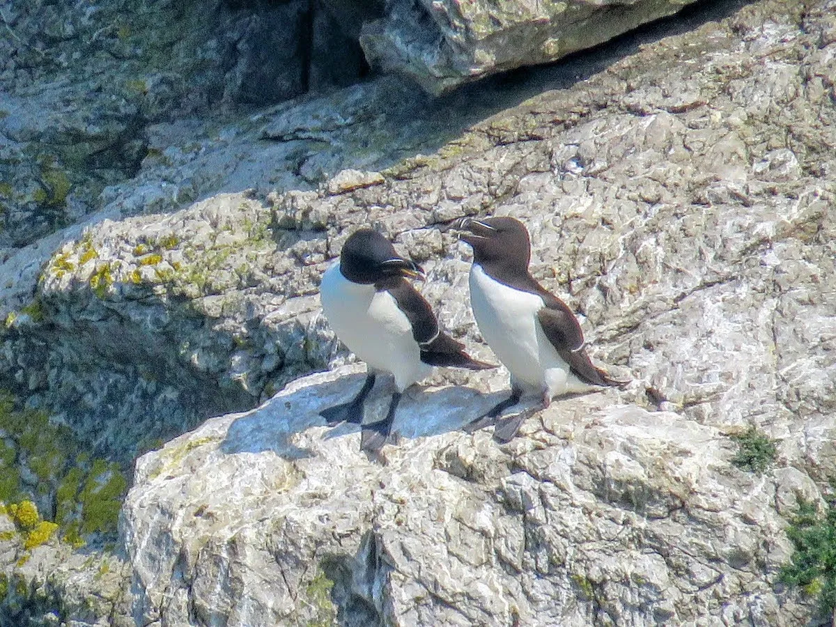 Ireland's Eye Island: 12 of the Best Things to See and Do | Sidewalk ...