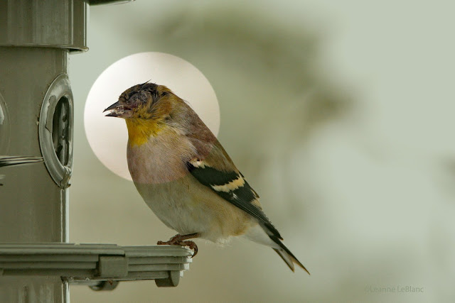How to Deal With House Finch Eye Disease | Nature Notes Blog