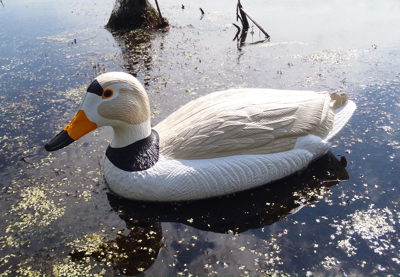 The Migratory Life: The Rare, Endangered Piping Duck