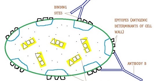 Antigen- Properties, Types and Determinants of Antigenicity