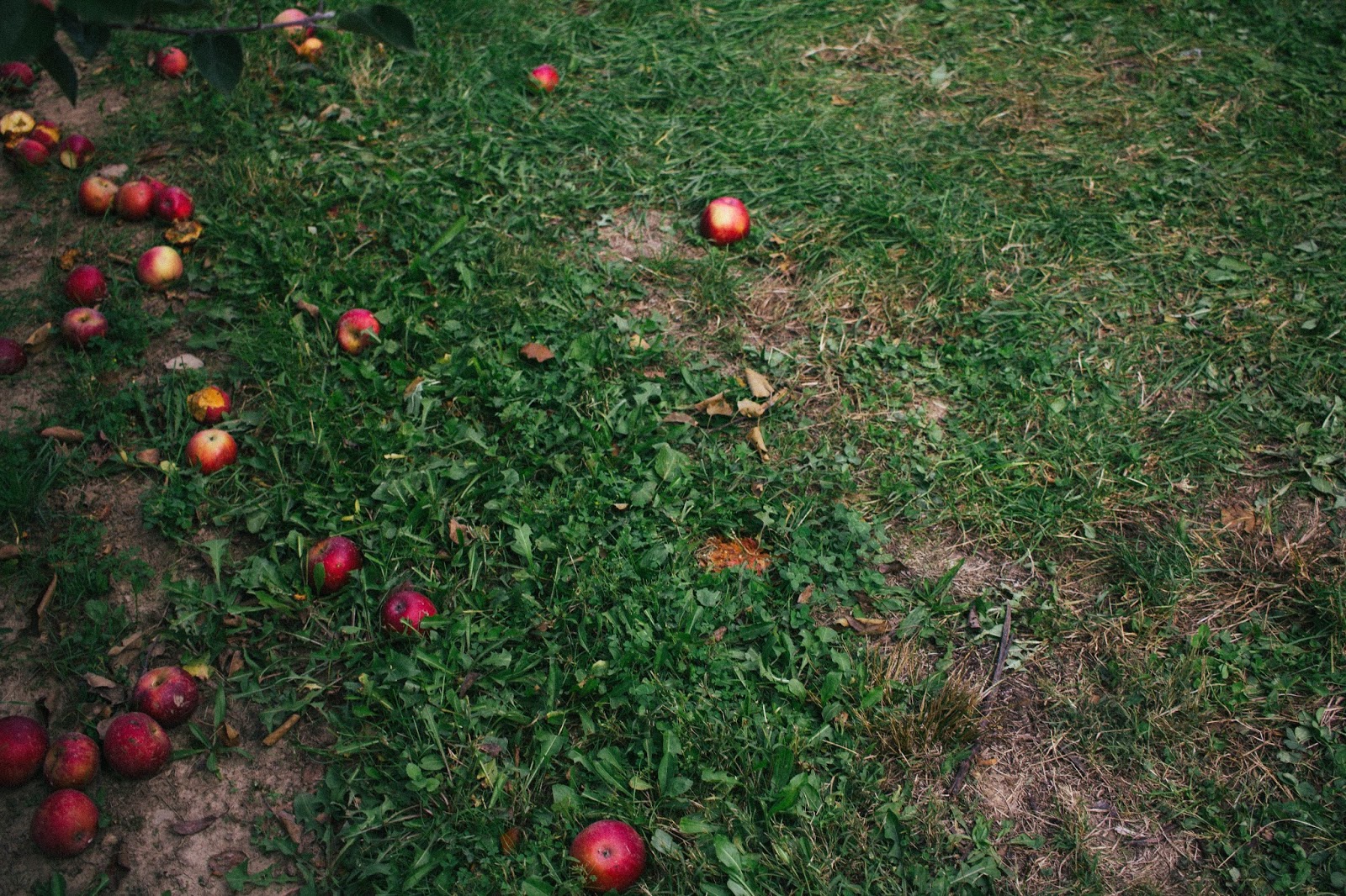 Sunday Afternoon Apple Picking