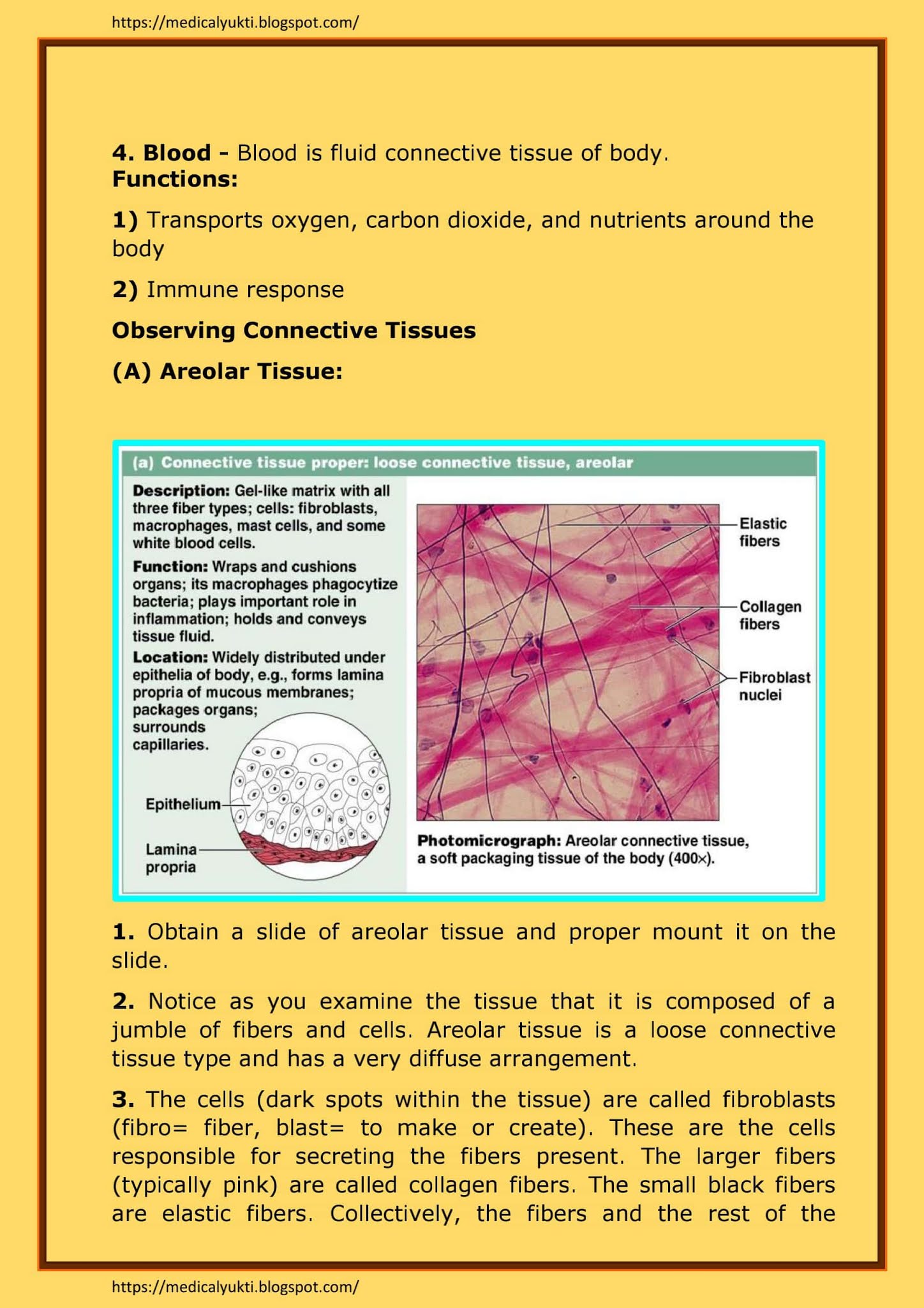 Tissue Anatomy and Physiology - Medical Yukti