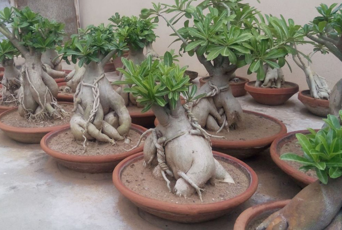 Royal Adenium | Bonsai Adenium Plant