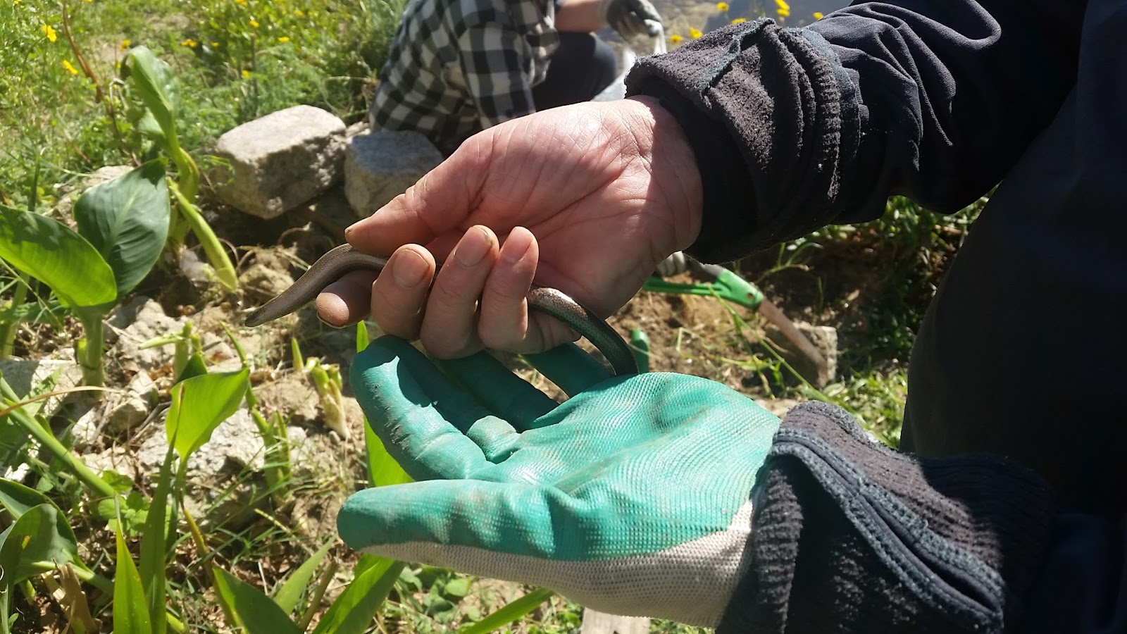 OBSERVATORIO rodeira: Liscanso