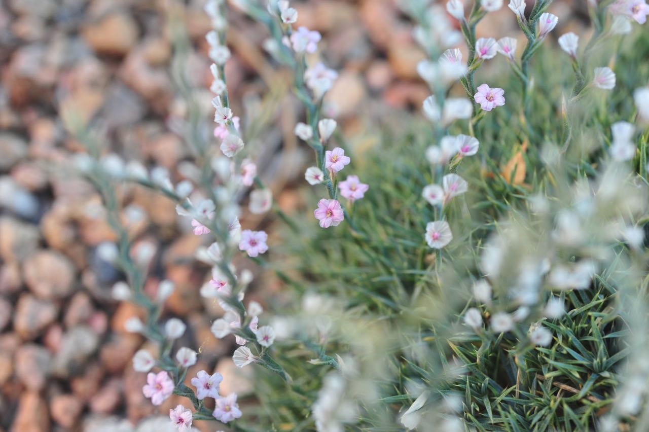 the modern house garden: acantholimon halophylum