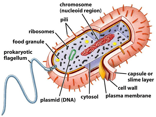 Prokaryotes: Structure & Examples | Biology Blog