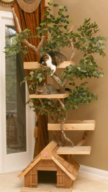 Sunshine Kitties: how fostering pets on death row saved my life.: More ...