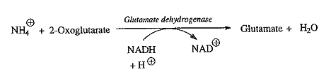 Biochemistry Class notes: Urea estimation: Principle, Methodology and ...