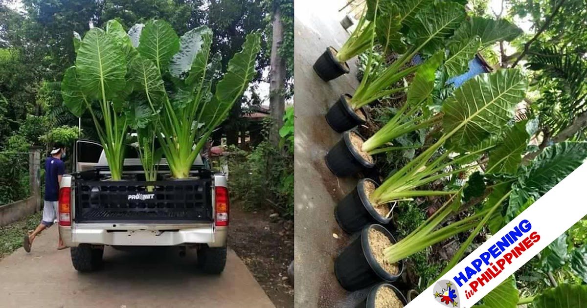 Mga Ilegal Na Nangongolekta Ng Wild Plants Maaaring Pagmultahin Ng DENR mga-ilegal-na-nangongolekta-ng-wild-plants-maaaring-pagmultahin-ng-denr