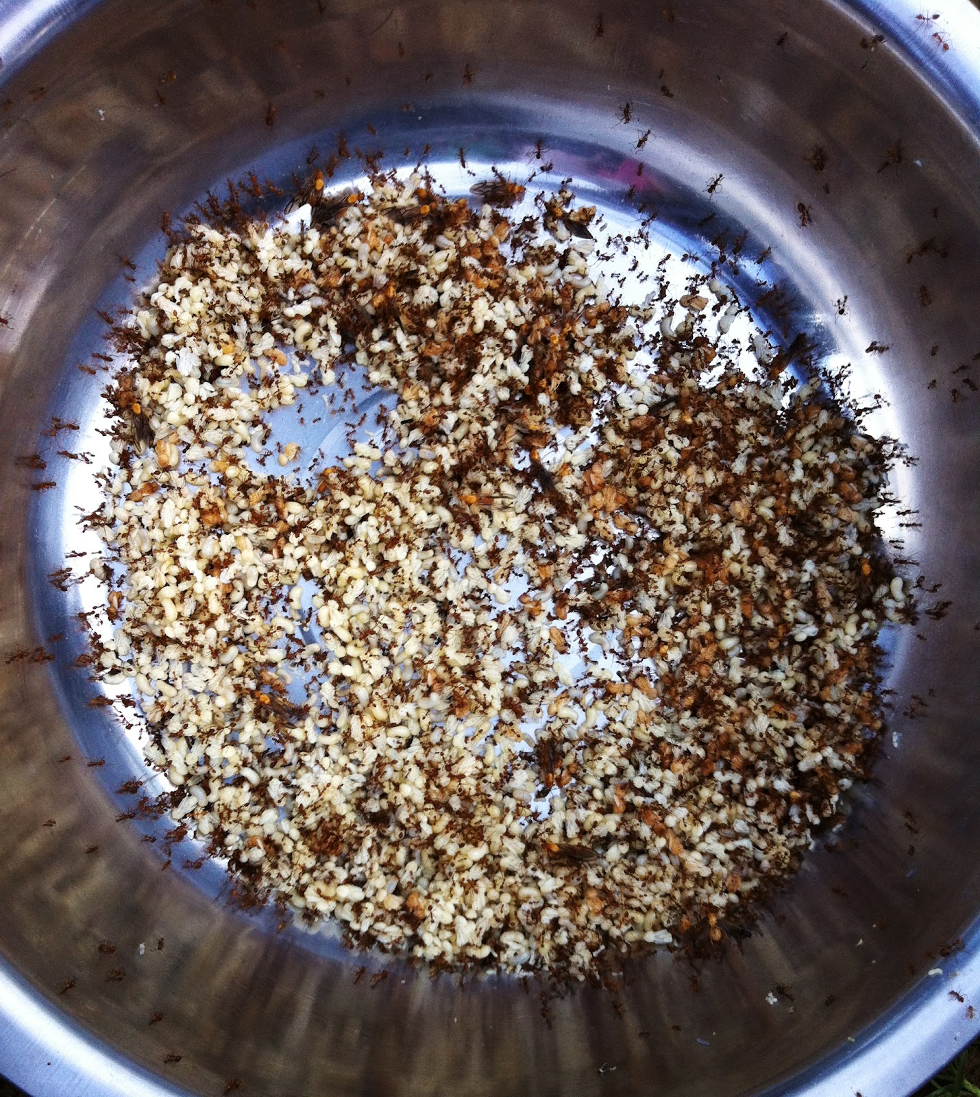 mentalfeet: Abuos / Leaf-Cutter-Ant Eggs Begs to be eaten