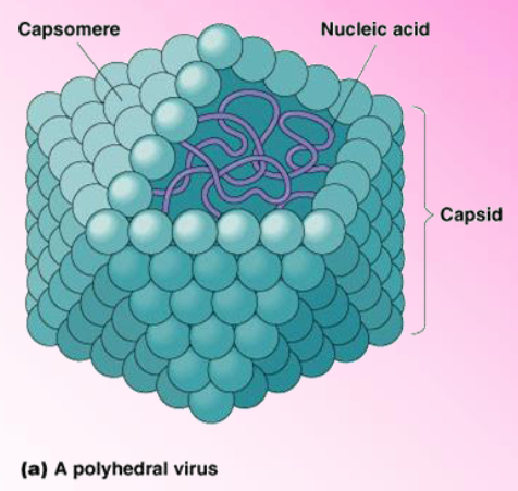 Génesis Pinto. Biología Molecular y Celular: Virus
