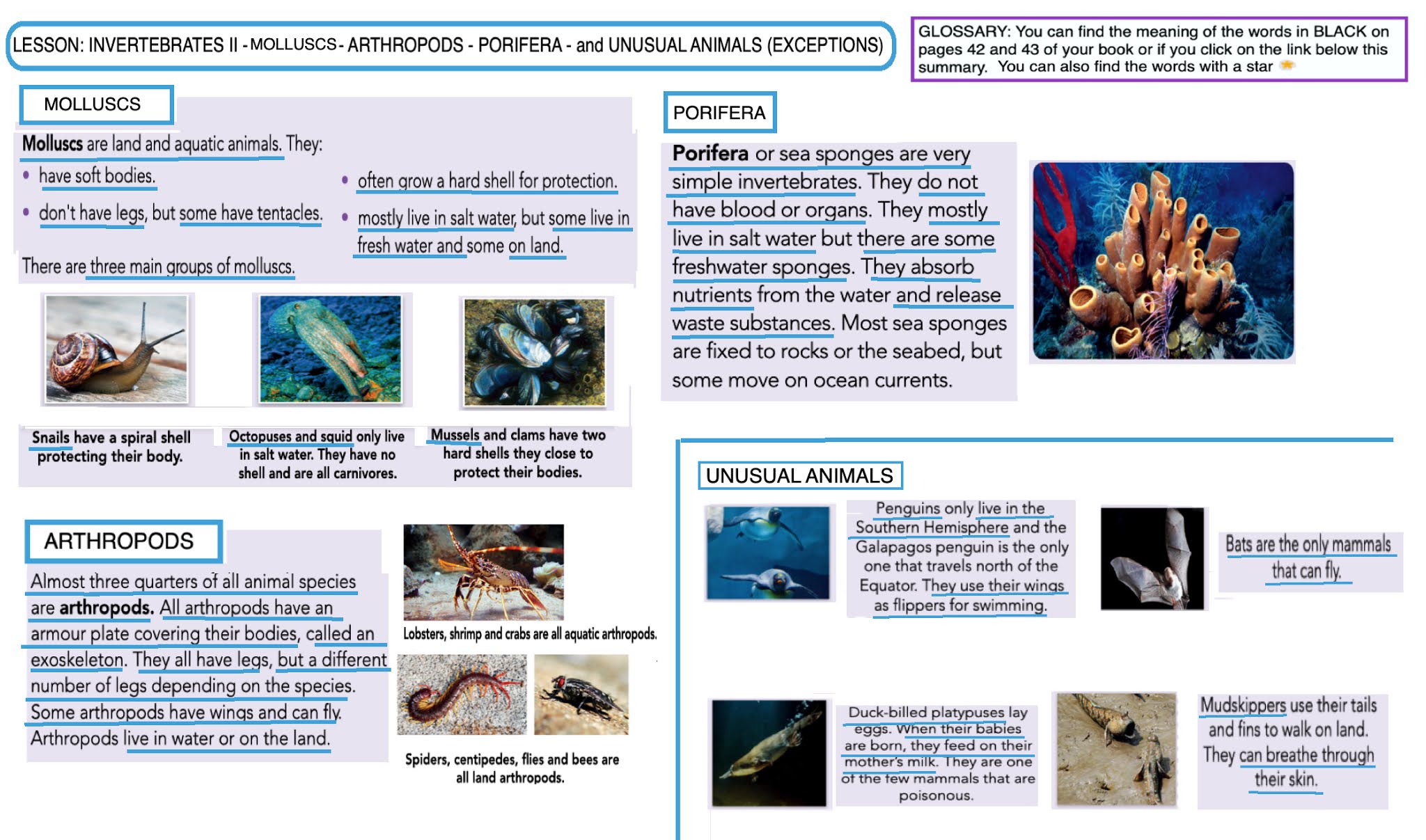 Blog de 4º de Primaria: NATURAL SCIENCE - YEAR 4 - UNIT: VERTEBRATES ...