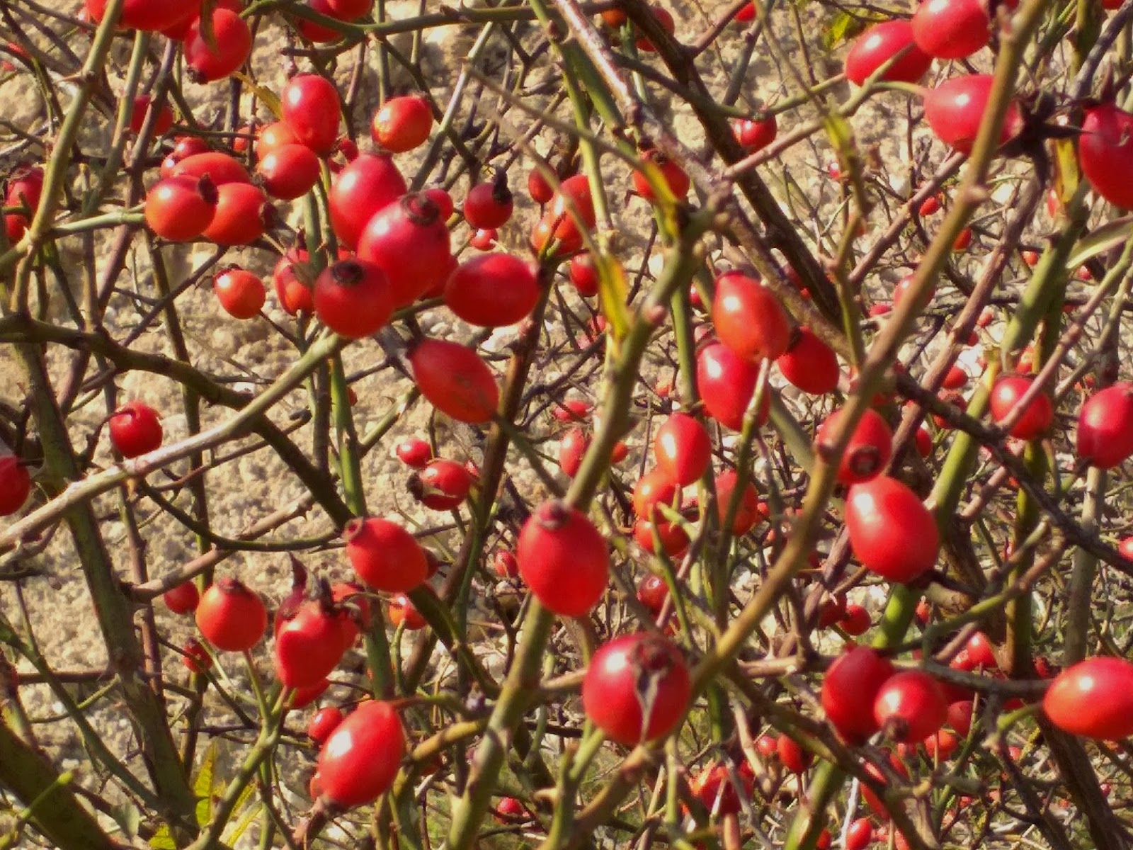 Dzika róża - bomba witaminowa Fructus Rosae