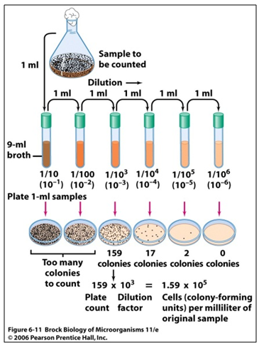 Biology: Laporan Praktikum Mikrobiologi : Teknik Isolasi