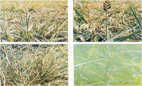 SAUNG SUMBERJAMBE: TUNGRO DAN PENGENDALIANNYA