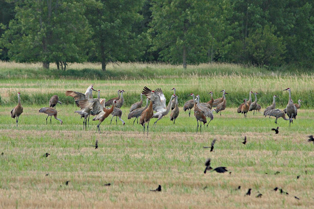 Timber Life: A Visit To The Collins WI Marsh Wildlife Area