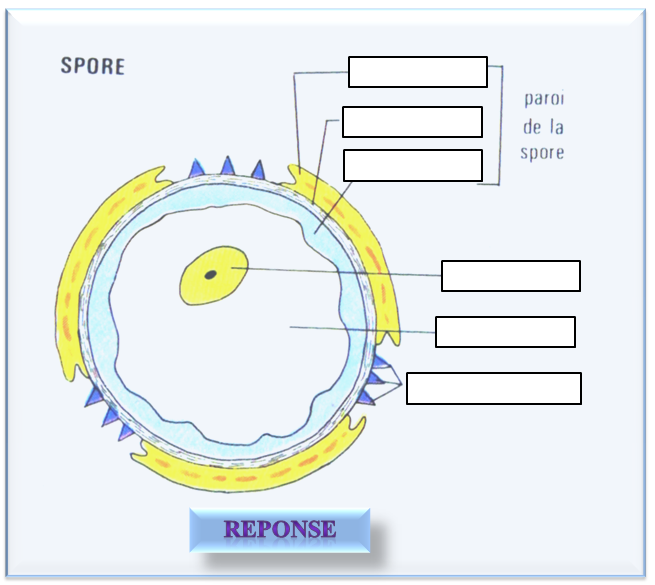 QCM-CONCOURS-GRATUITS: Schéma d'un spore. Retrouver les noms des ...