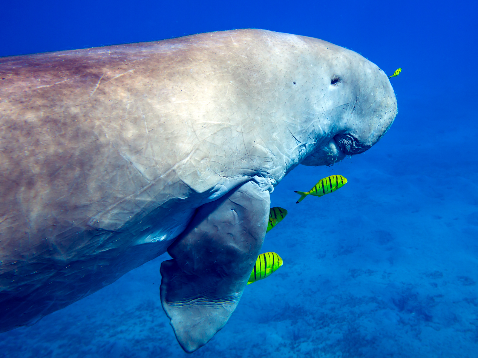 FOSSIL HUNTRESS: DUGONG: SIRENIA
