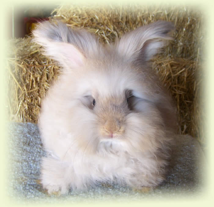 Dwarf Angora Bunny For Sale at Jesse Lyles blog