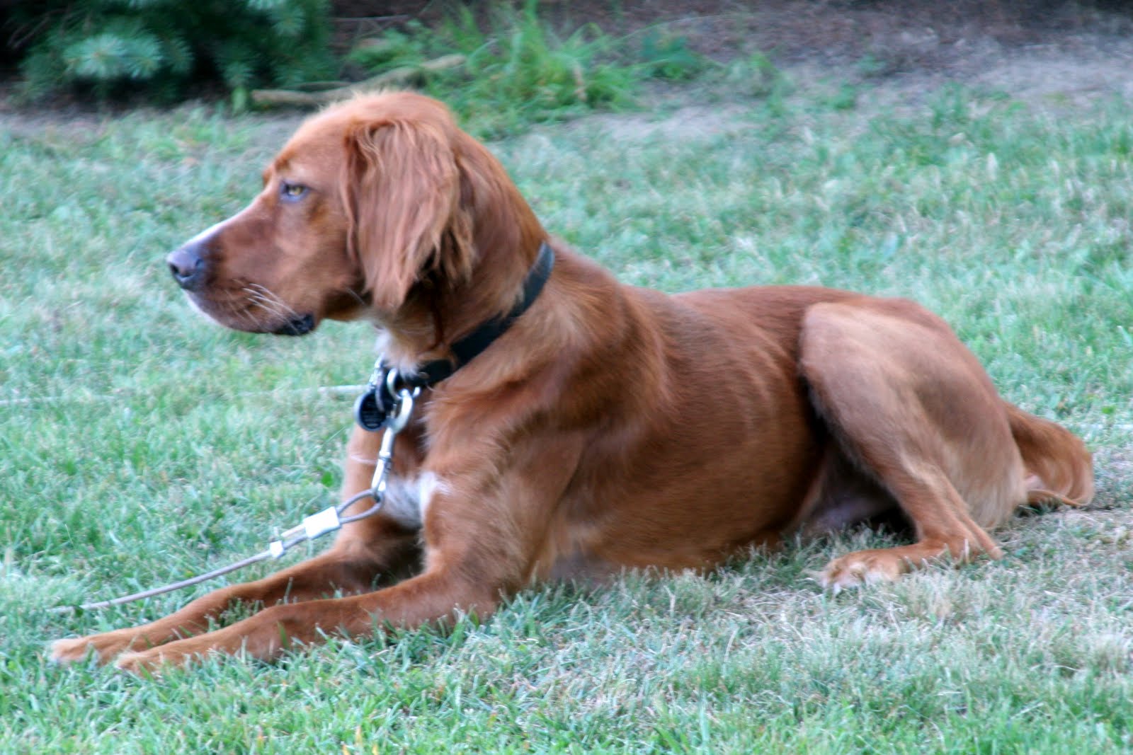 A piece of the Purest Challenge: Our friend's red setter Finn...