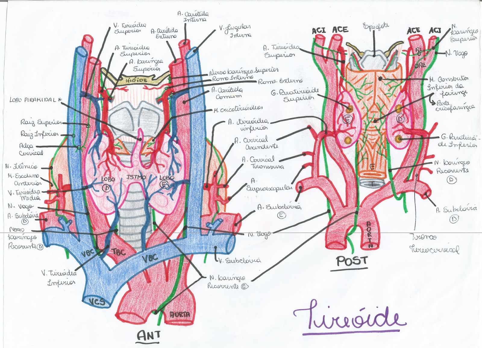Modelo De Anatomia Da Glandula Tireoide Histologia 2