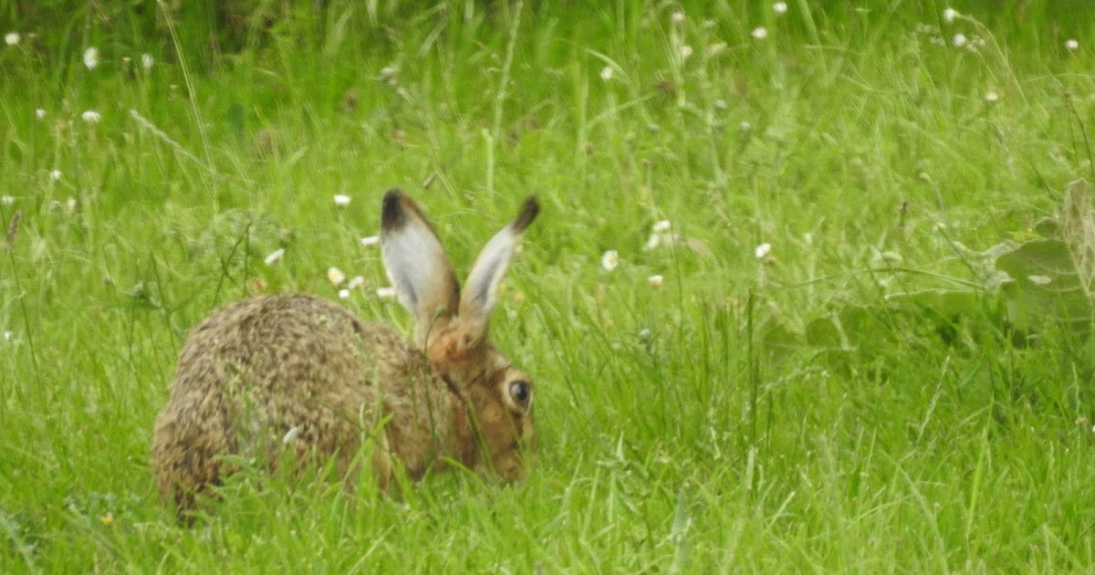 A corner of France: The hair of the hare was here