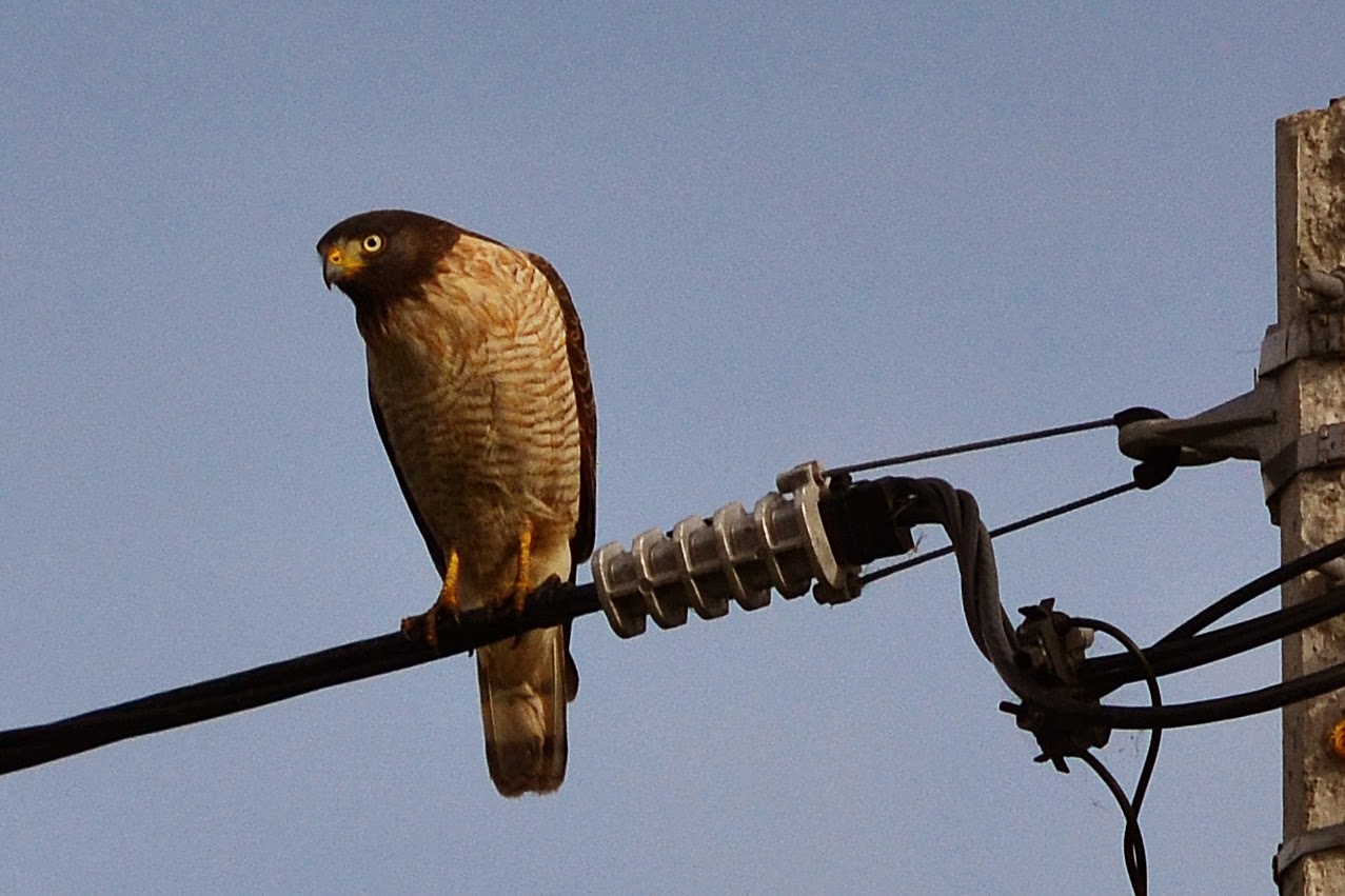 Aves de La Floresta: Gavilán común