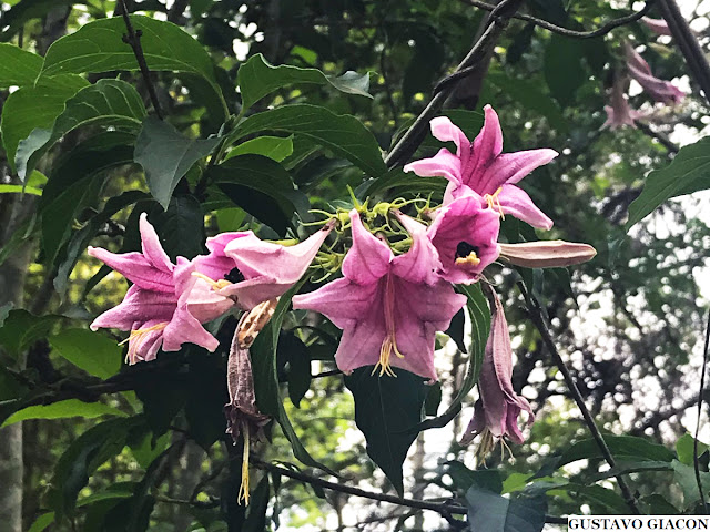 Viveiro Ciprest - Plantas Nativas e Exóticas: Quina ou Quina-Quina ...